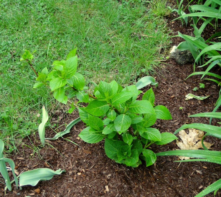 Baby Hydrangea In Second Year After Propagation – Hydrangeas Blue