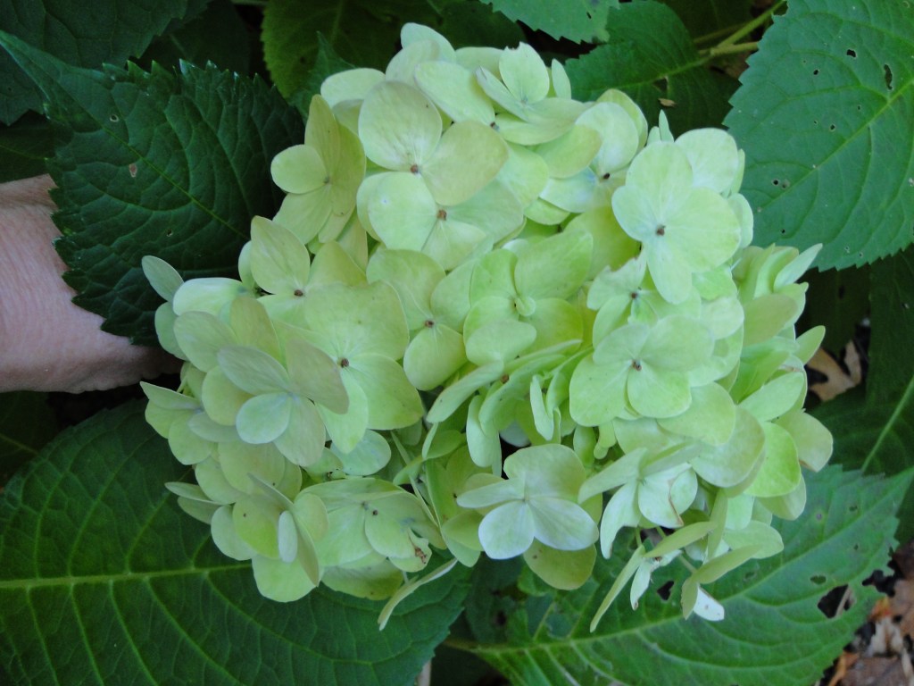 Green Hydrangeas, Where Do They Come From? – Hydrangeas Blue