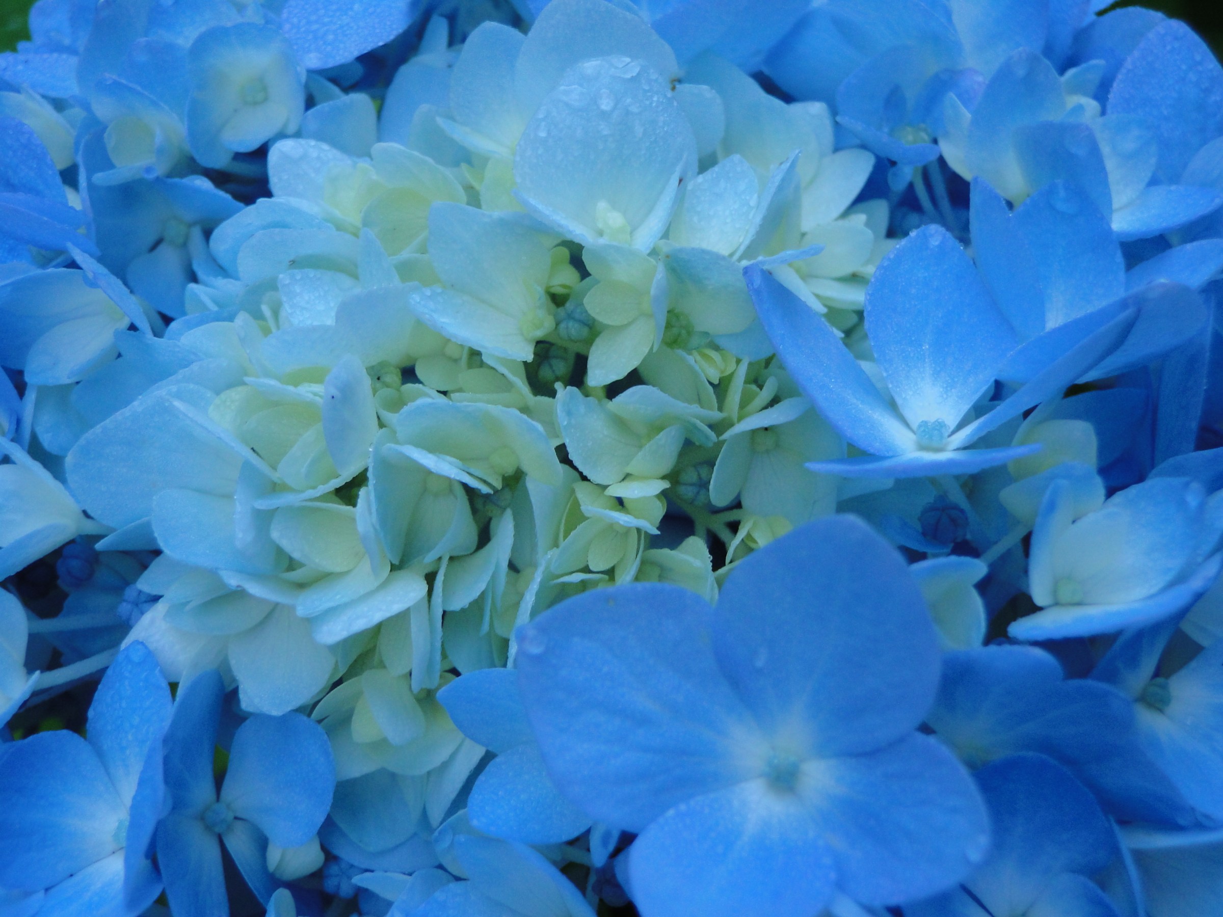 More Pictures of Blue Hydrangeas – Hydrangeas Blue