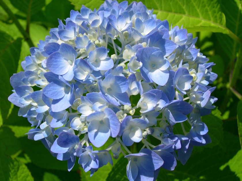 More Pictures of Blue Hydrangeas – Hydrangeas Blue