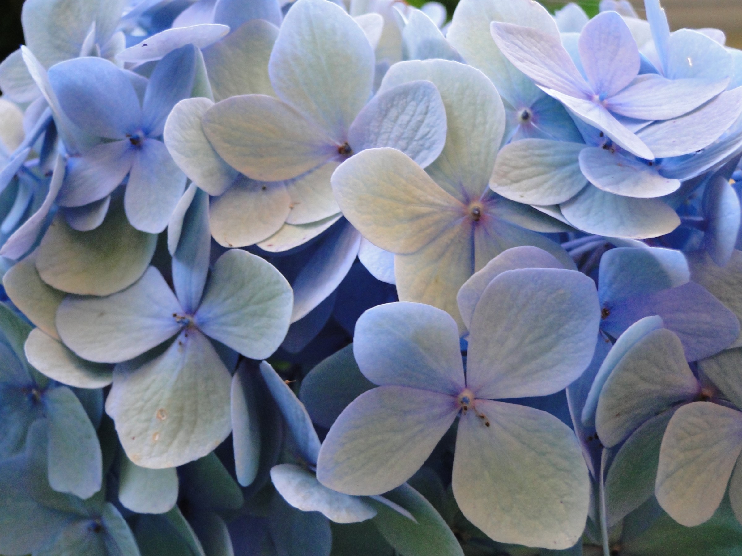 Endless Summer Goes From Blue to Lavender, Pink or Green – Hydrangeas Blue