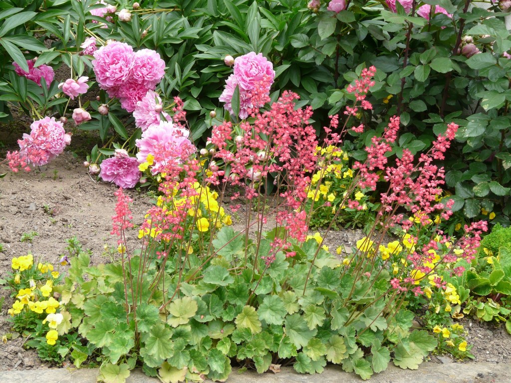 Identifying Perennials in Spring – Hydrangeas Blue