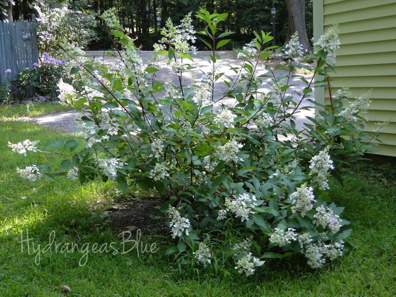 Paniculata Variety (Cone-Shaped Flowers) – Hydrangeas Blue