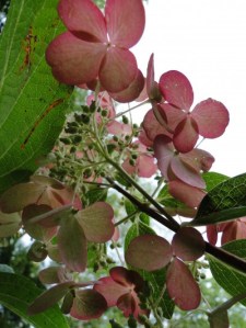 Paniculata Variety (Cone-Shaped Flowers) – Hydrangeas Blue