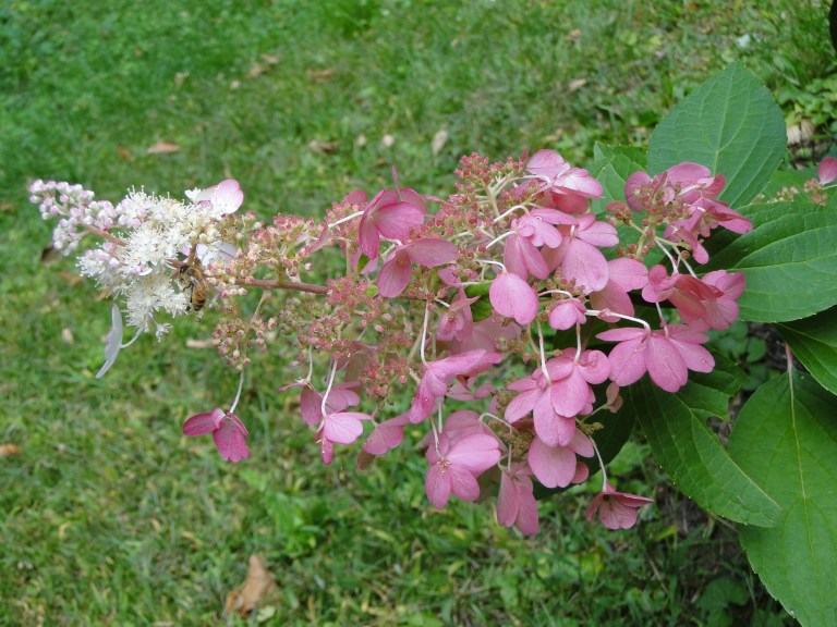 Hydrangeas With Cone-Shaped Flowers – Hydrangeas Blue