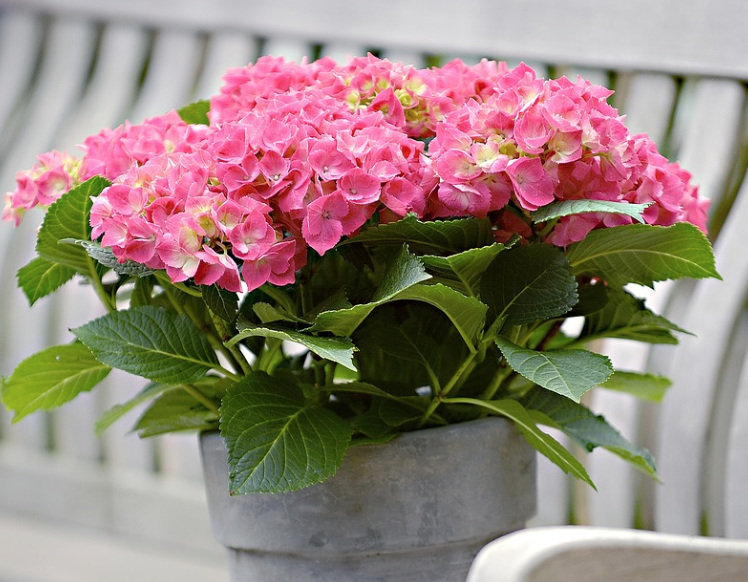 Hydrangeas in Florida May Grow Best Inside – Hydrangeas Blue