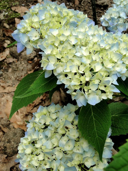 Hydrangeas in Florida May Grow Best Inside – Hydrangeas Blue