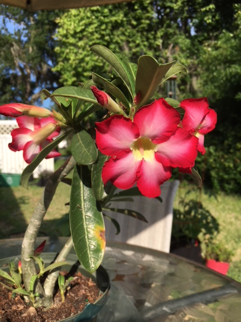 How to Care For a Desert Rose Plant – Hydrangeas Blue