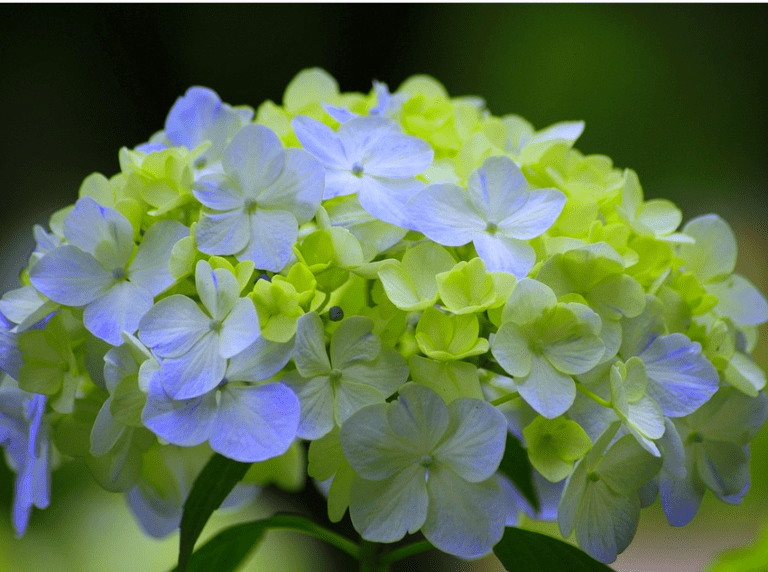 Multi-Color Hydrangea Blooms – Hydrangeas Blue