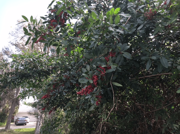 Brazilian Pepper Invasive Florida Plant – Hydrangeas Blue