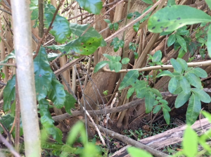Brazilian Pepper Invasive Florida Plant – Hydrangeas Blue