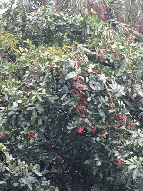 Brazilian Pepper Invasive Florida Plant – Hydrangeas Blue