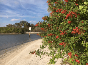 Brazilian Pepper Invasive Florida Plant – Hydrangeas Blue