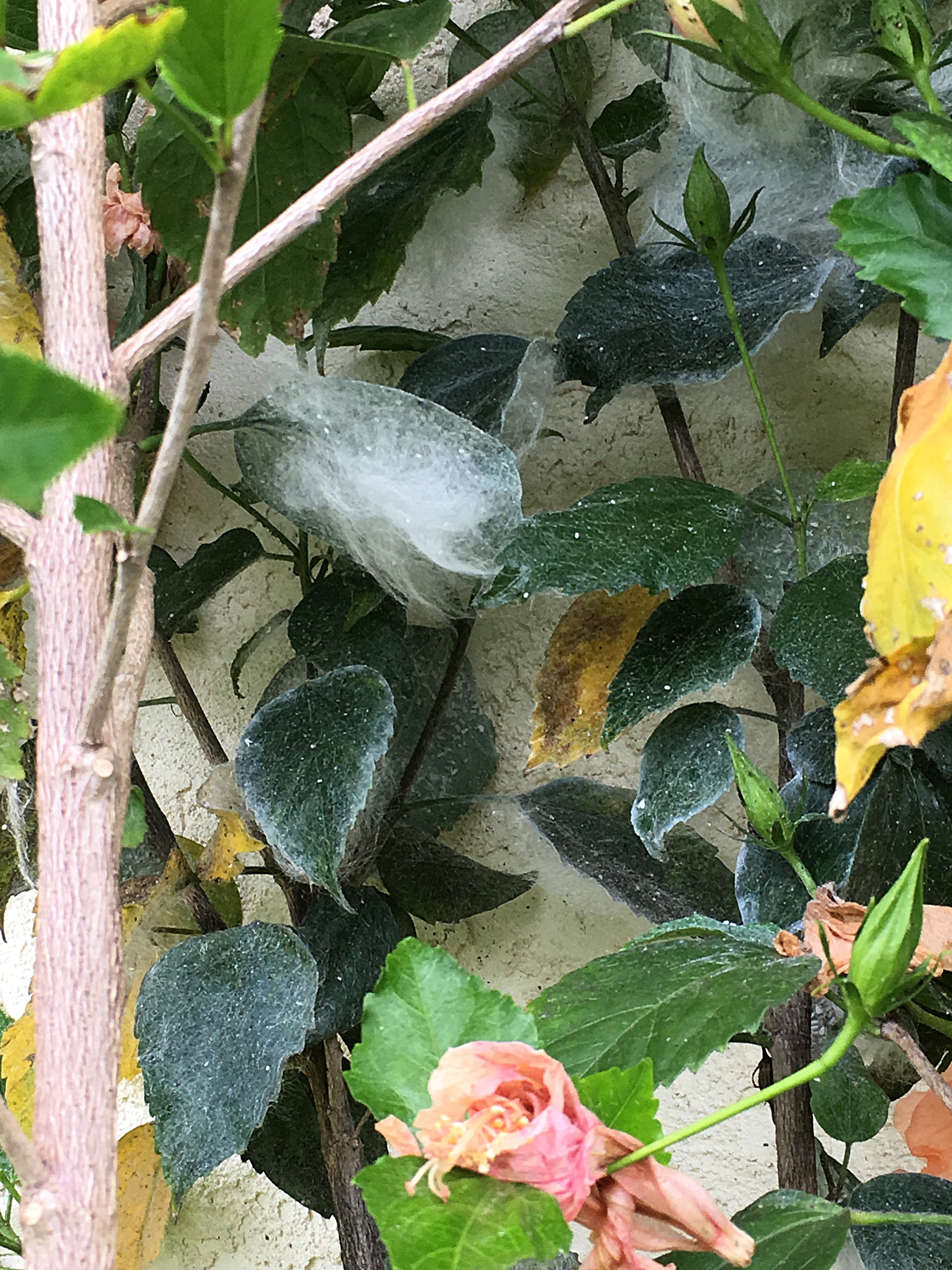 Giant Whiteflies Leave Long White Fur on Hibiscus Leaves – Hydrangeas Blue