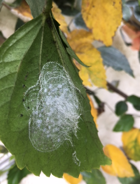 Giant Whiteflies Leave Long White Fur on Hibiscus Leaves – Hydrangeas Blue