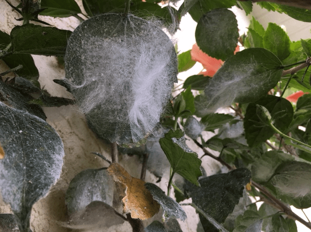 Giant Whiteflies Leave Long White Fur on Hibiscus Leaves – Hydrangeas Blue