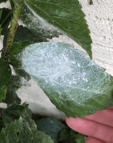 Giant Whiteflies Leave Long White Fur on Hibiscus Leaves – Hydrangeas Blue