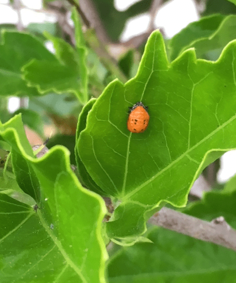 Life Stages of the Ladybug With Photos – Hydrangeas Blue
