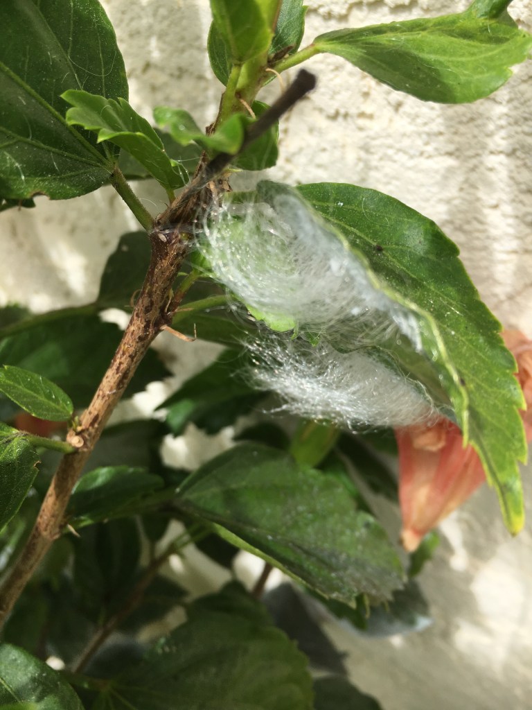 Giant Whiteflies Leave Long White Fur on Hibiscus Leaves – Hydrangeas Blue