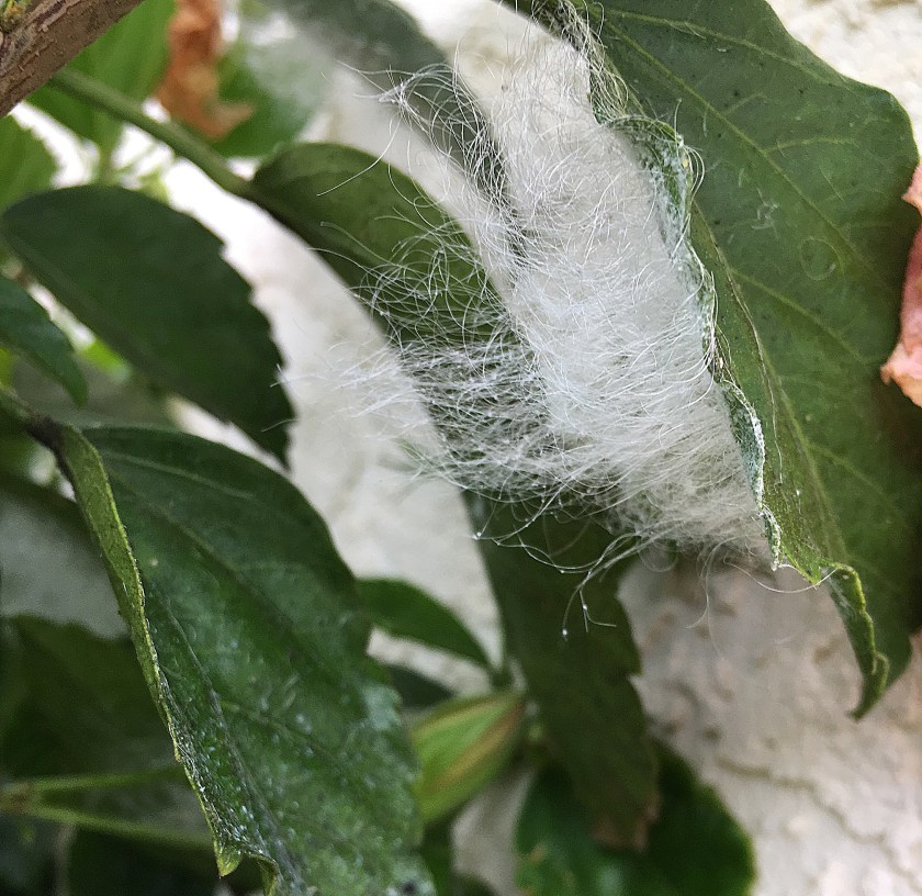 Giant Whiteflies Leave Long White Fur on Hibiscus Leaves – Hydrangeas Blue