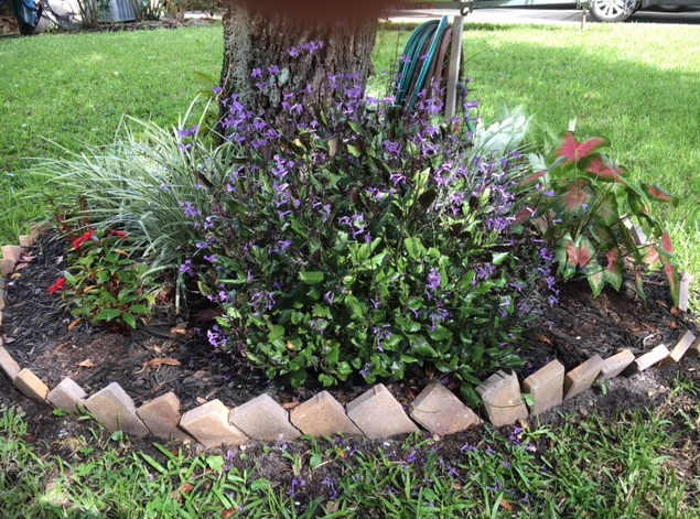 Caladiums and Impatiens Flower Garden Under the Trees – Hydrangeas Blue