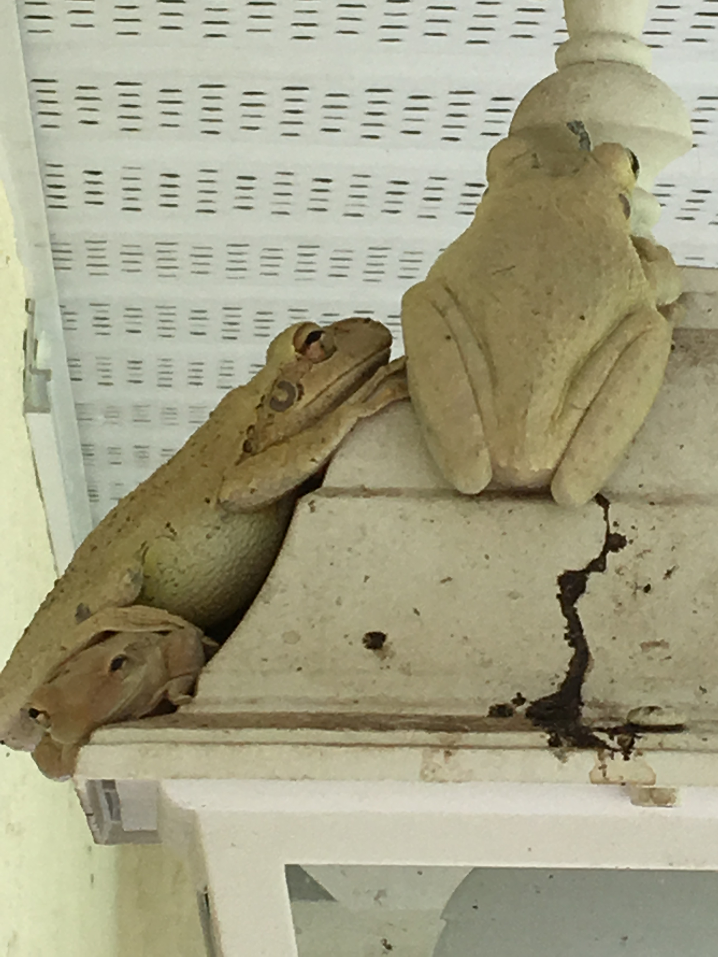Florida Native Frogs or Cuban Invaders? – Hydrangeas Blue