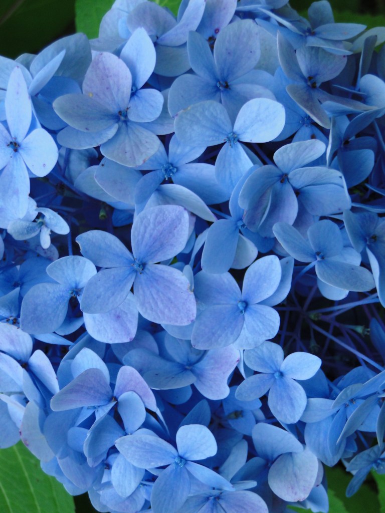 Macrophylla Variety (Rounded Flowers) – Hydrangeas Blue
