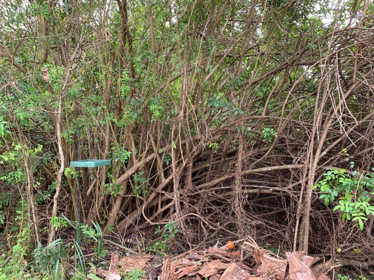 Identifying Florida Trees and Shrubs in My Backyard – Hydrangeas Blue