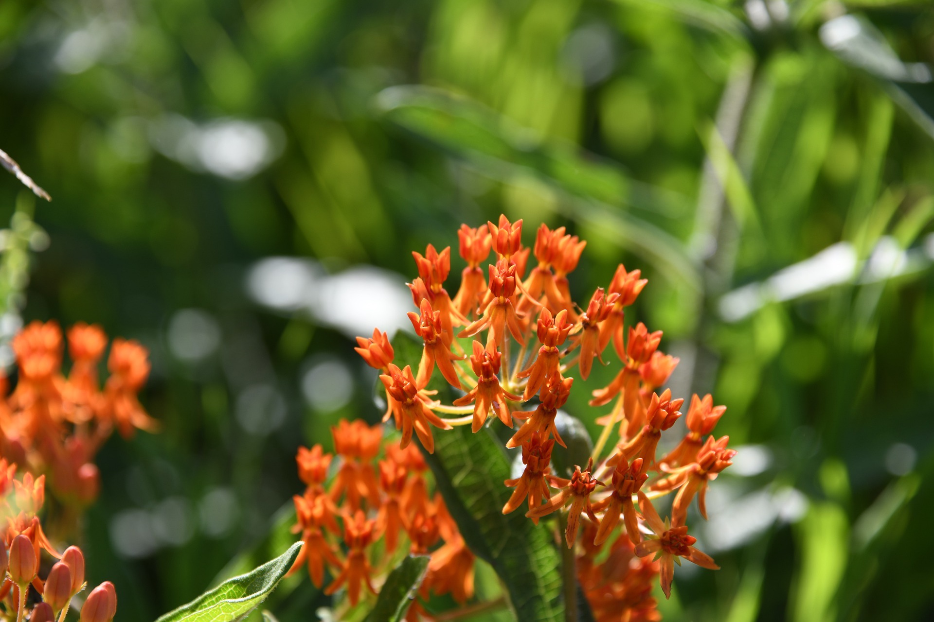 Plant Florida Native Milkweed to Save Monarch Butterflies – Hydrangeas Blue