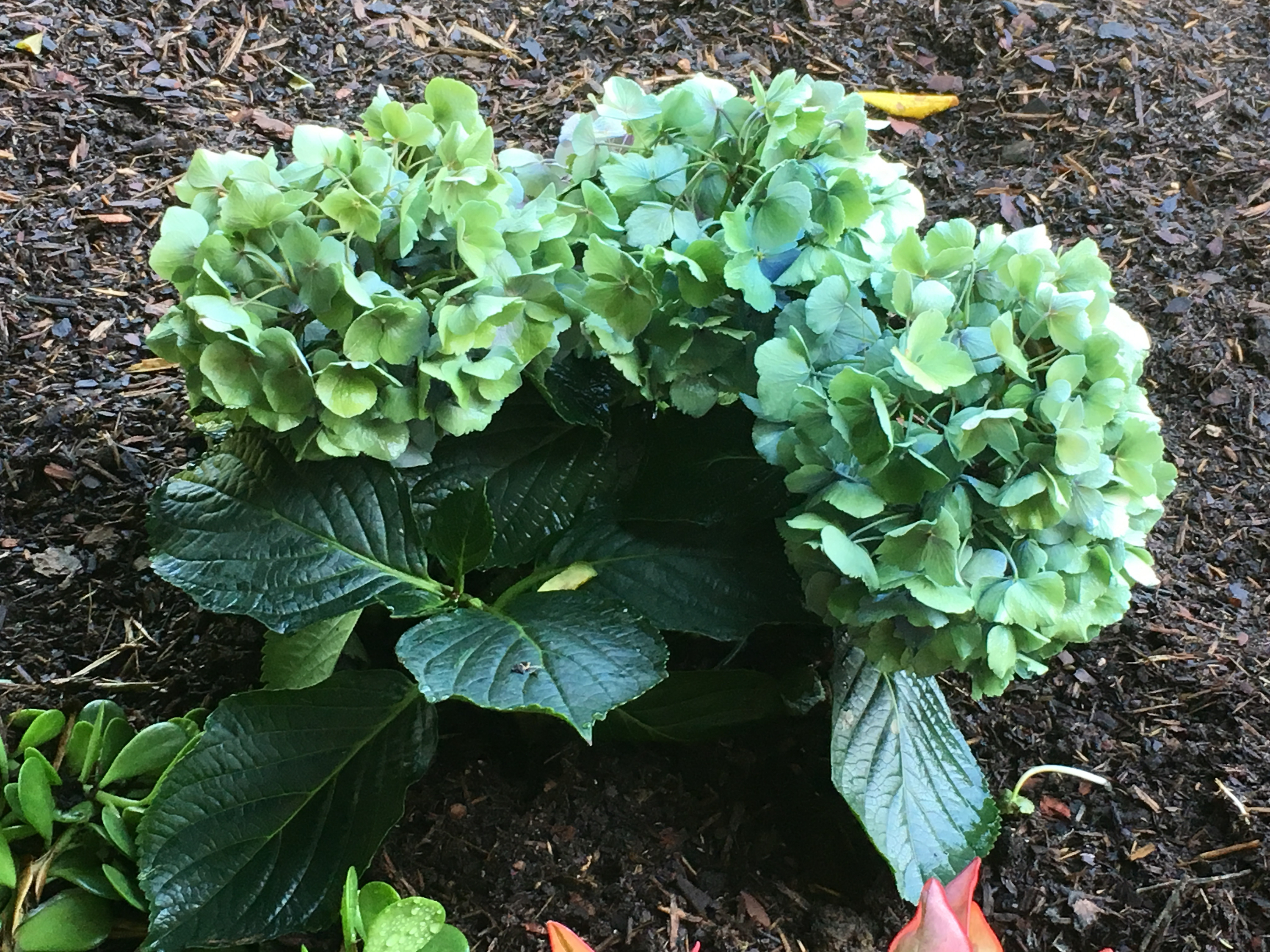 green – Hydrangeas Blue