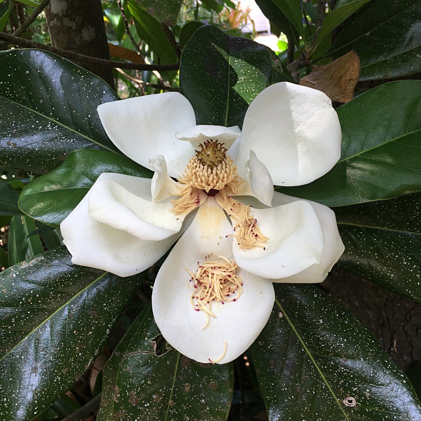 magnolia – Hydrangeas Blue