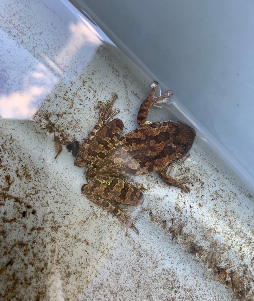 Florida Native Frogs or Cuban Invaders? – Hydrangeas Blue