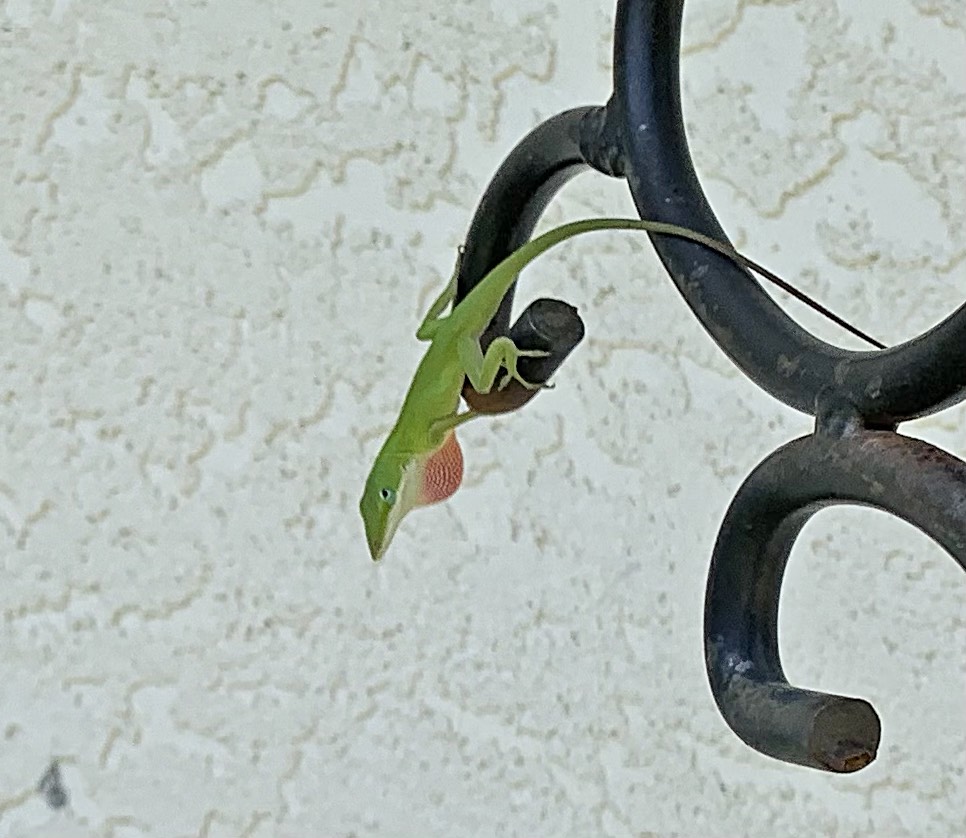 green lizard throat – Hydrangeas Blue