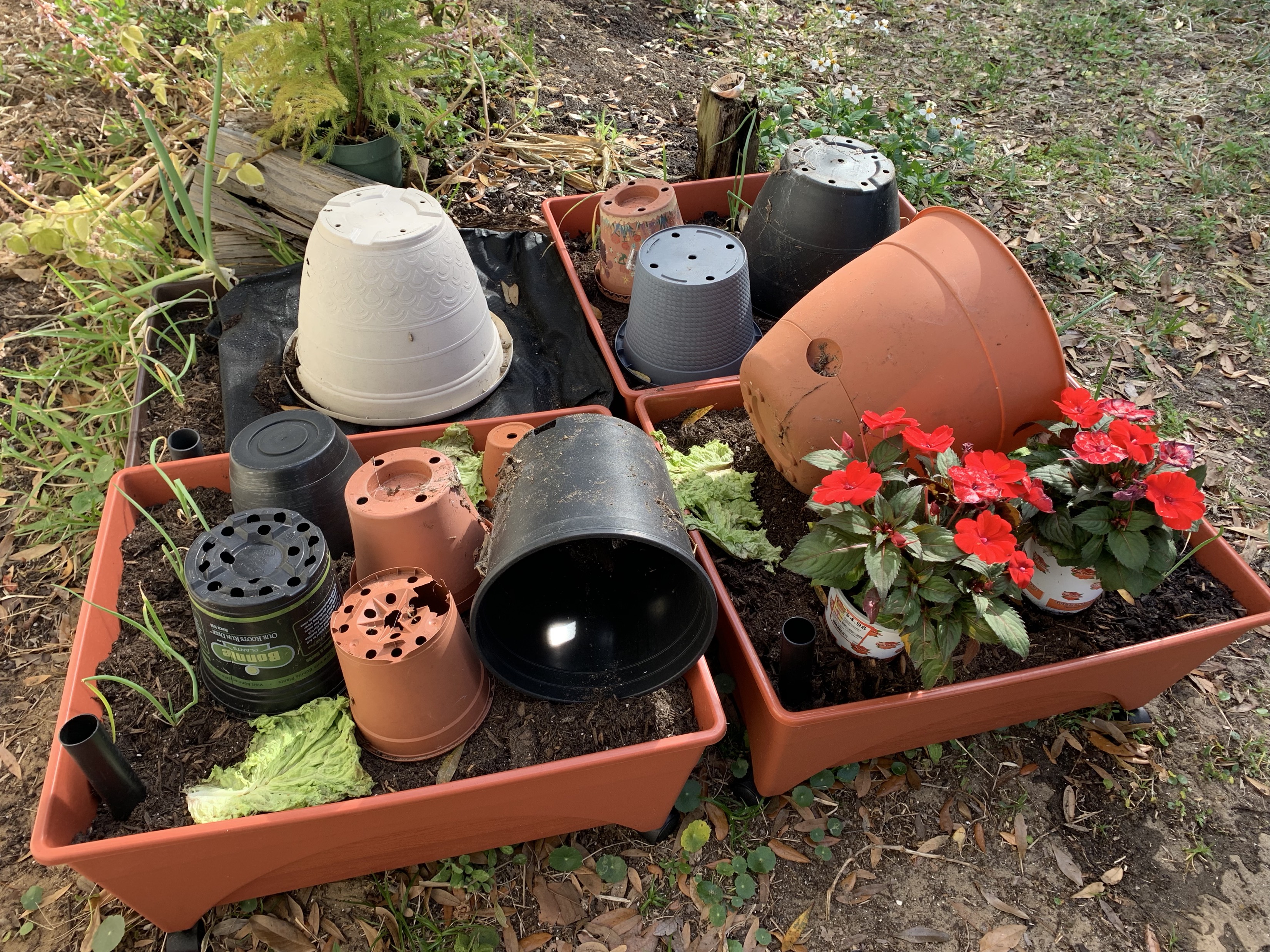 grow beds with pots – Hydrangeas Blue