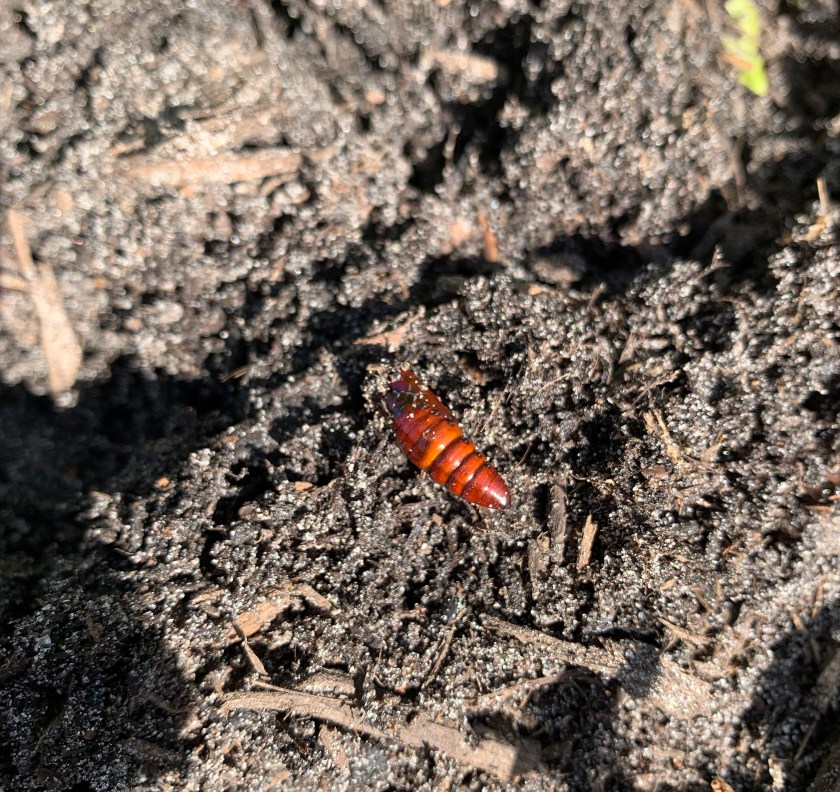 Cutworms in the Garden – Hydrangeas Blue