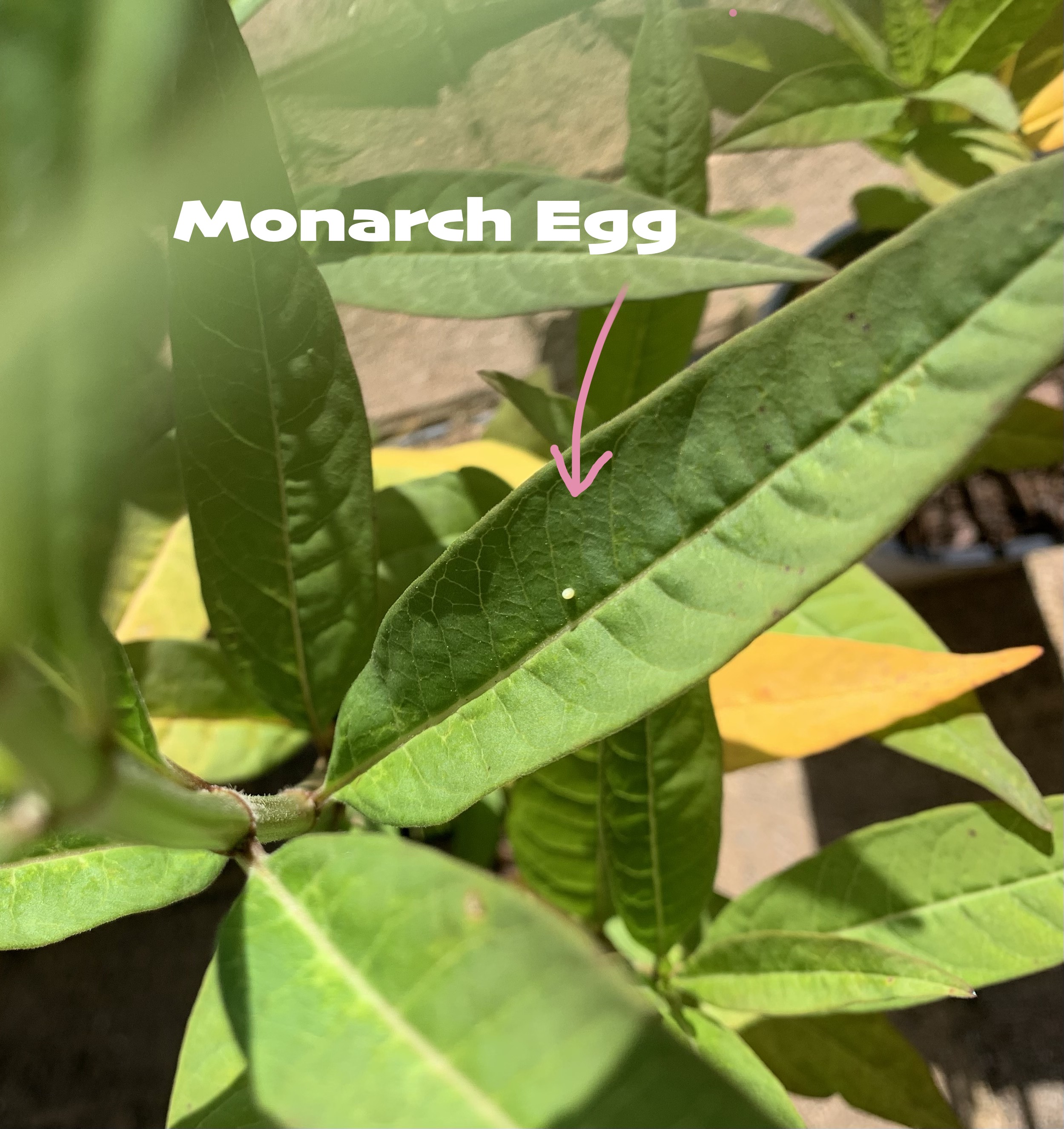 egg – Hydrangeas Blue