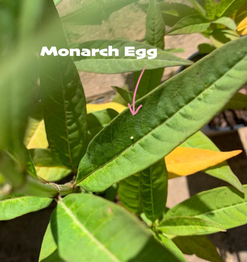 egg – Hydrangeas Blue