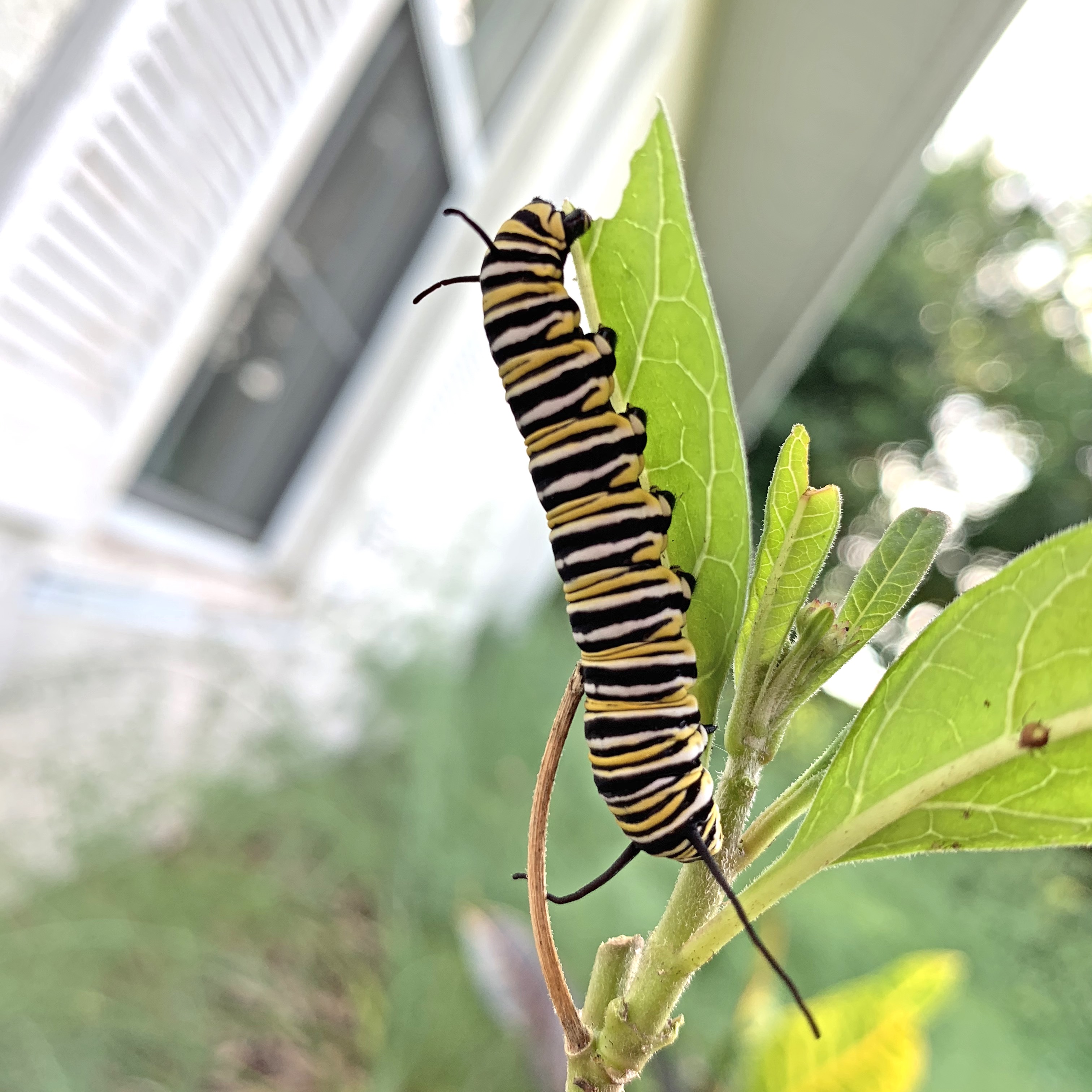 caterpillar – Hydrangeas Blue