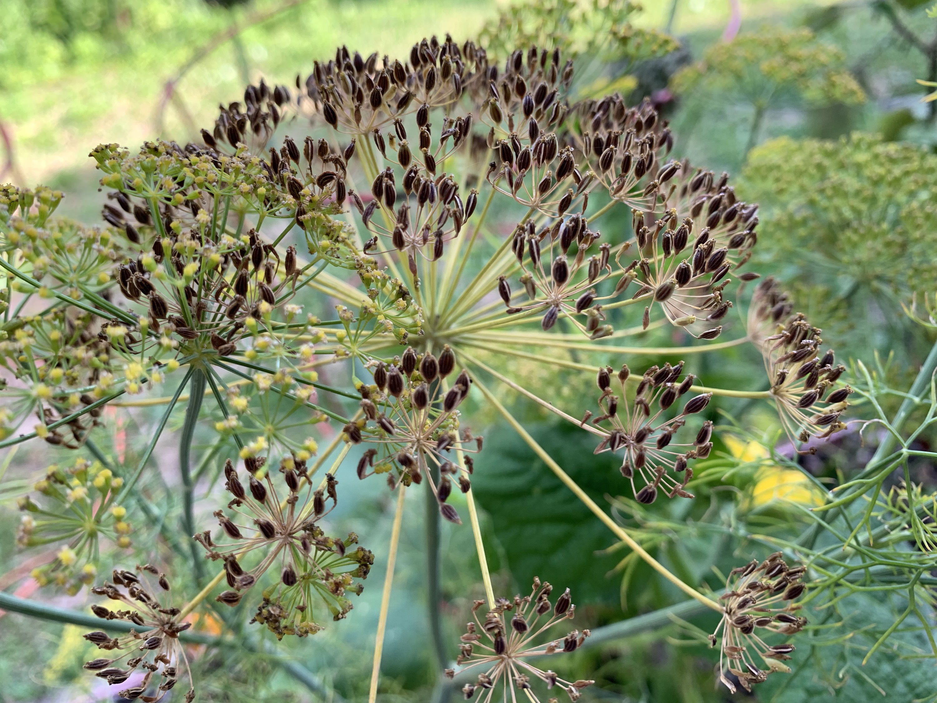 fennel seeds – Hydrangeas Blue