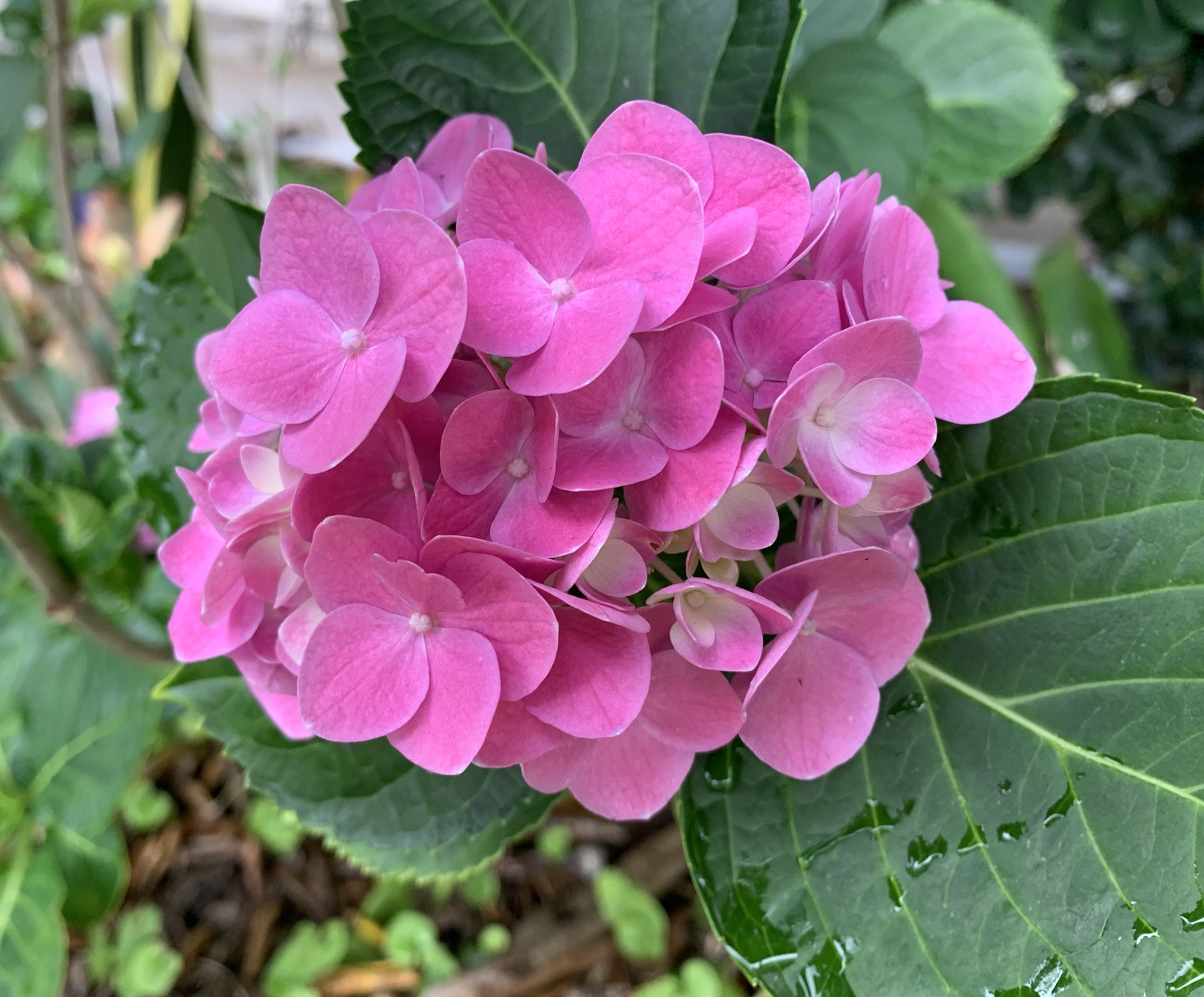 pink – Hydrangeas Blue