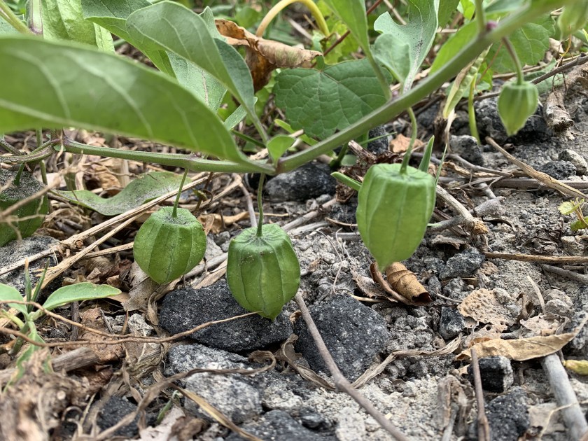 Yellow Flowering Weed: Walter’s Groundcherry – Hydrangeas Blue