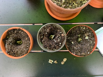 Planting Moringa Tree Seeds Hydrangeas Blue