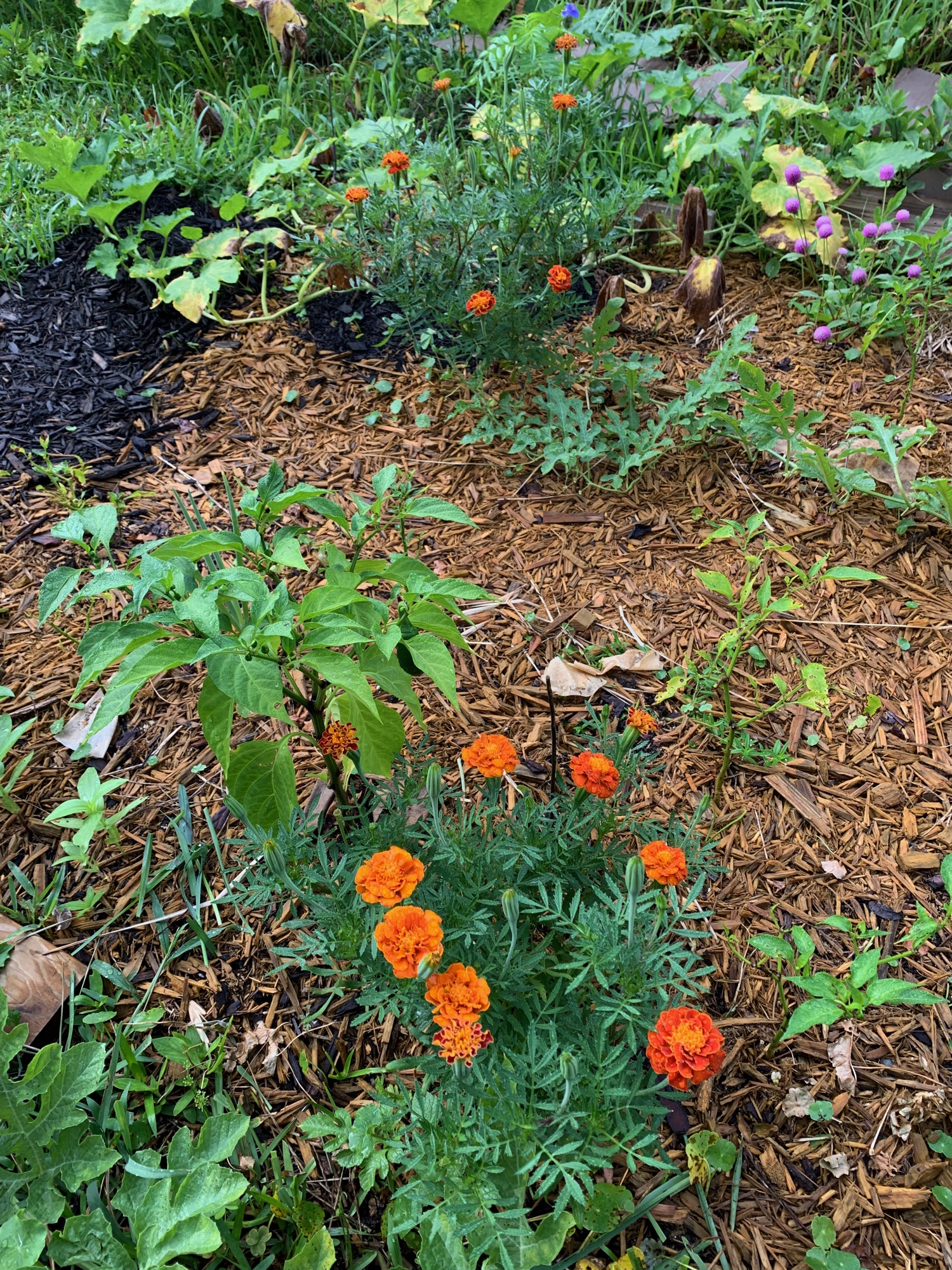 Marigolds in the Florida Vegetable Garden – Hydrangeas Blue