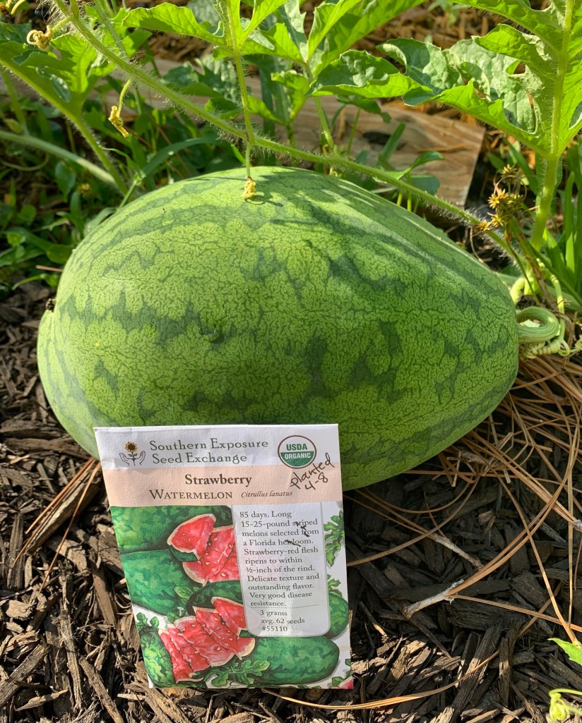 Watermelons Are Growing Big in June – Hydrangeas Blue