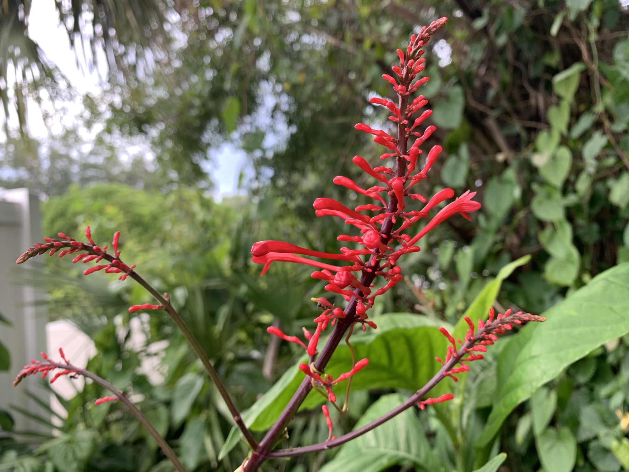 Backyard Surprise, A Hidden Firespike Plant – Hydrangeas Blue
