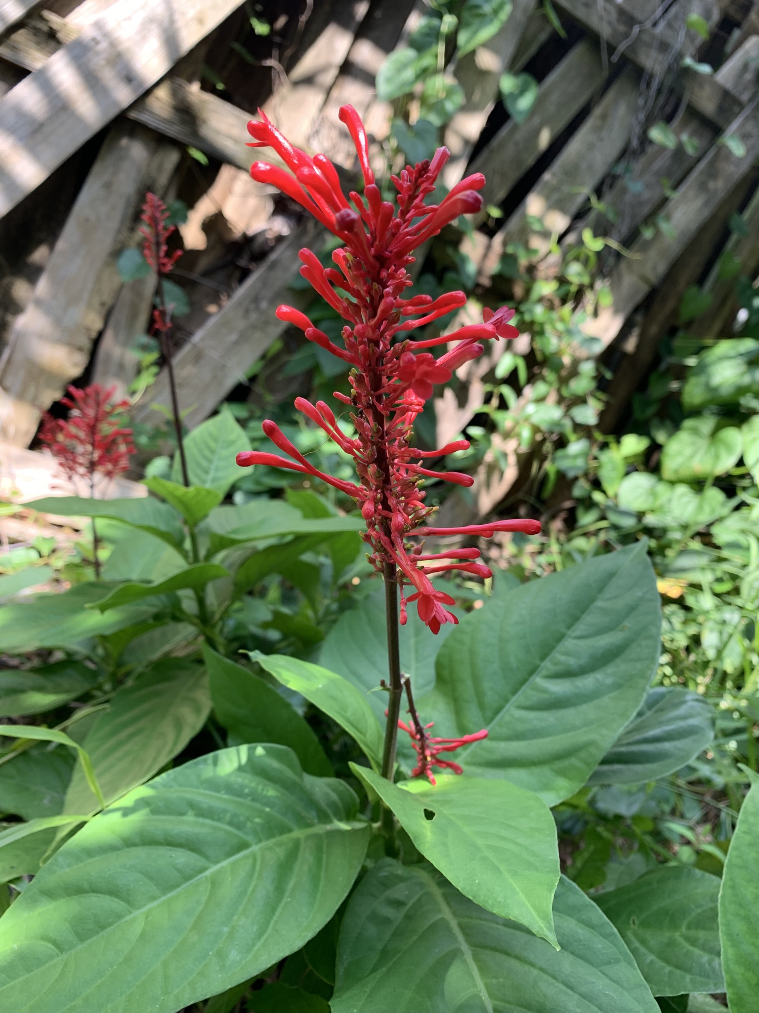 Backyard Surprise, A Hidden Firespike Plant – Hydrangeas Blue