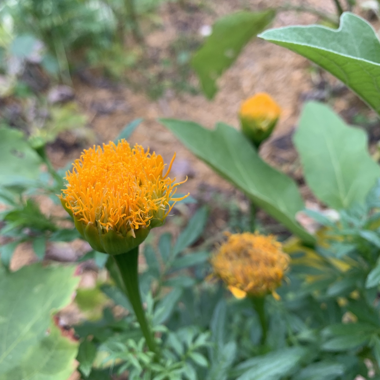 Marigolds in the Florida Vegetable Garden – Hydrangeas Blue