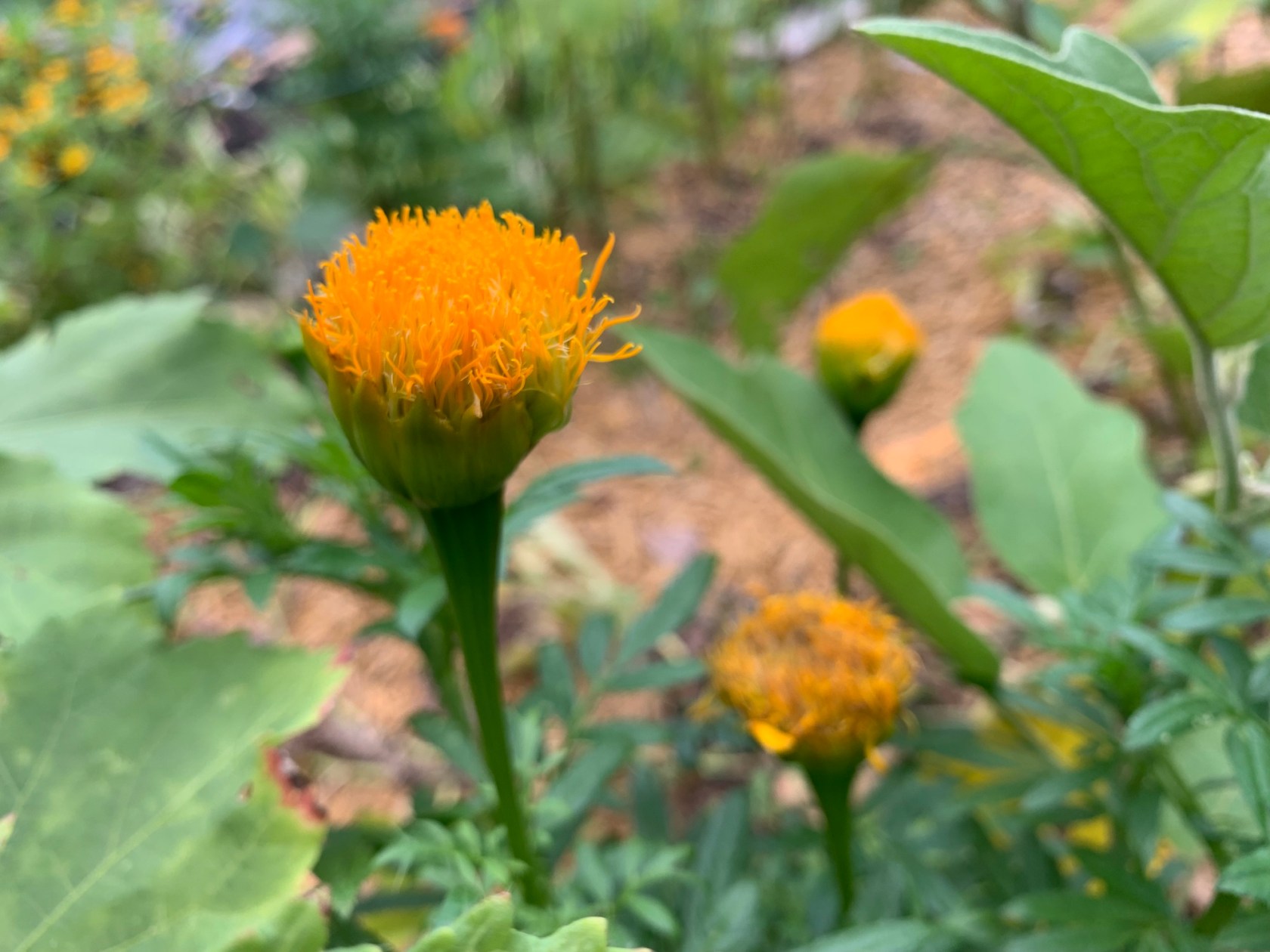 Marigolds in the Florida Vegetable Garden – Hydrangeas Blue