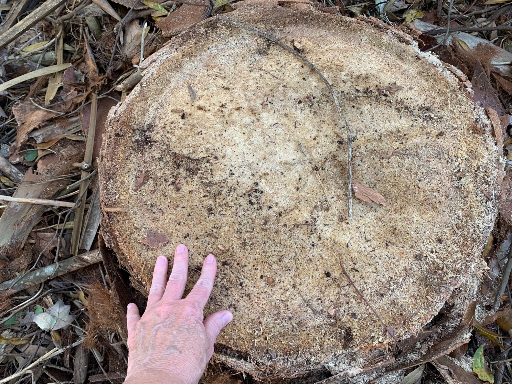 Backyard Surprise, A Hidden Firespike Plant – Hydrangeas Blue