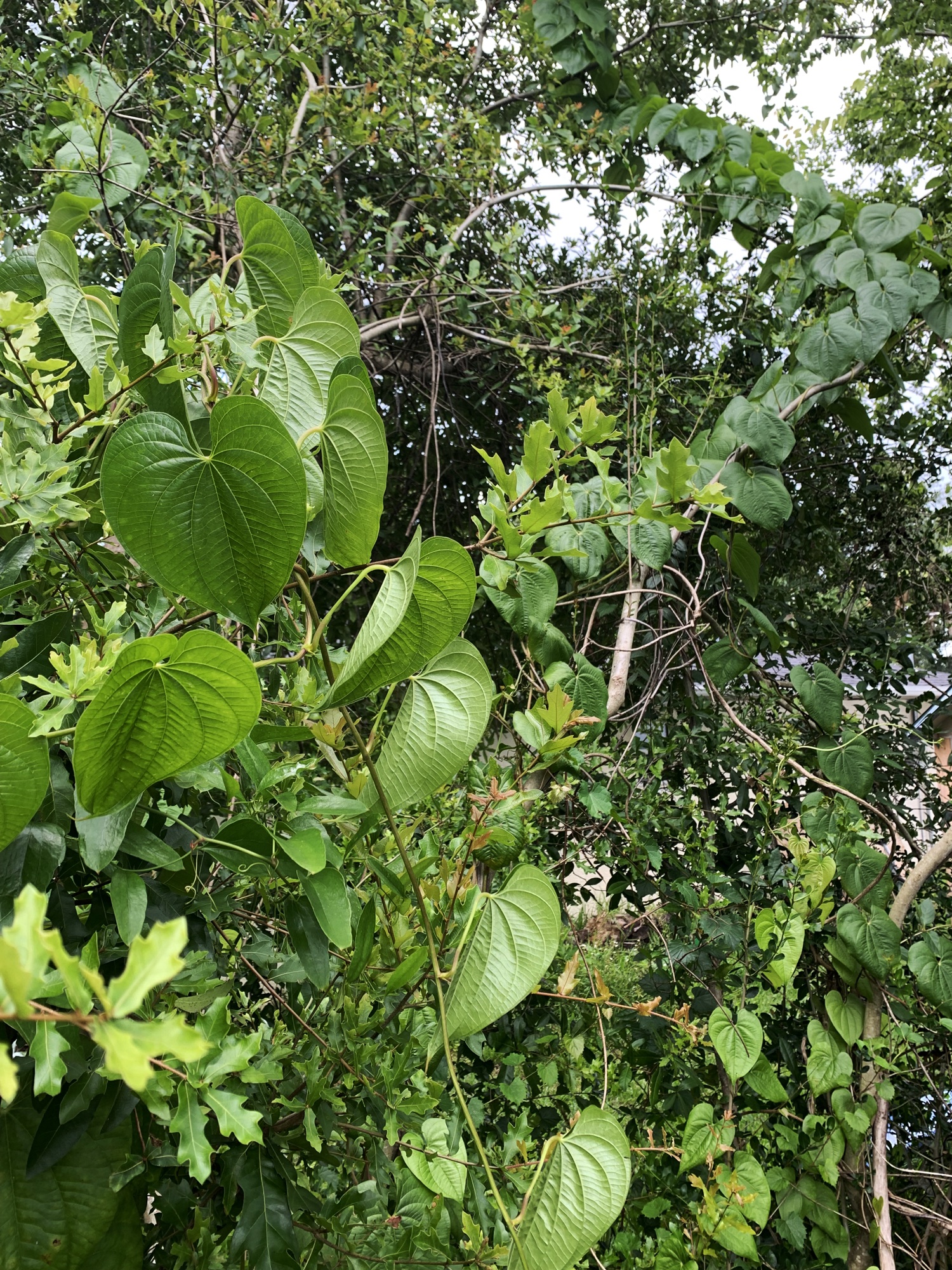 Backyard Surprise, A Hidden Firespike Plant – Hydrangeas Blue